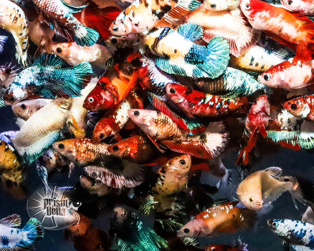 Betta Mystery Boxes – Prism Bettas
