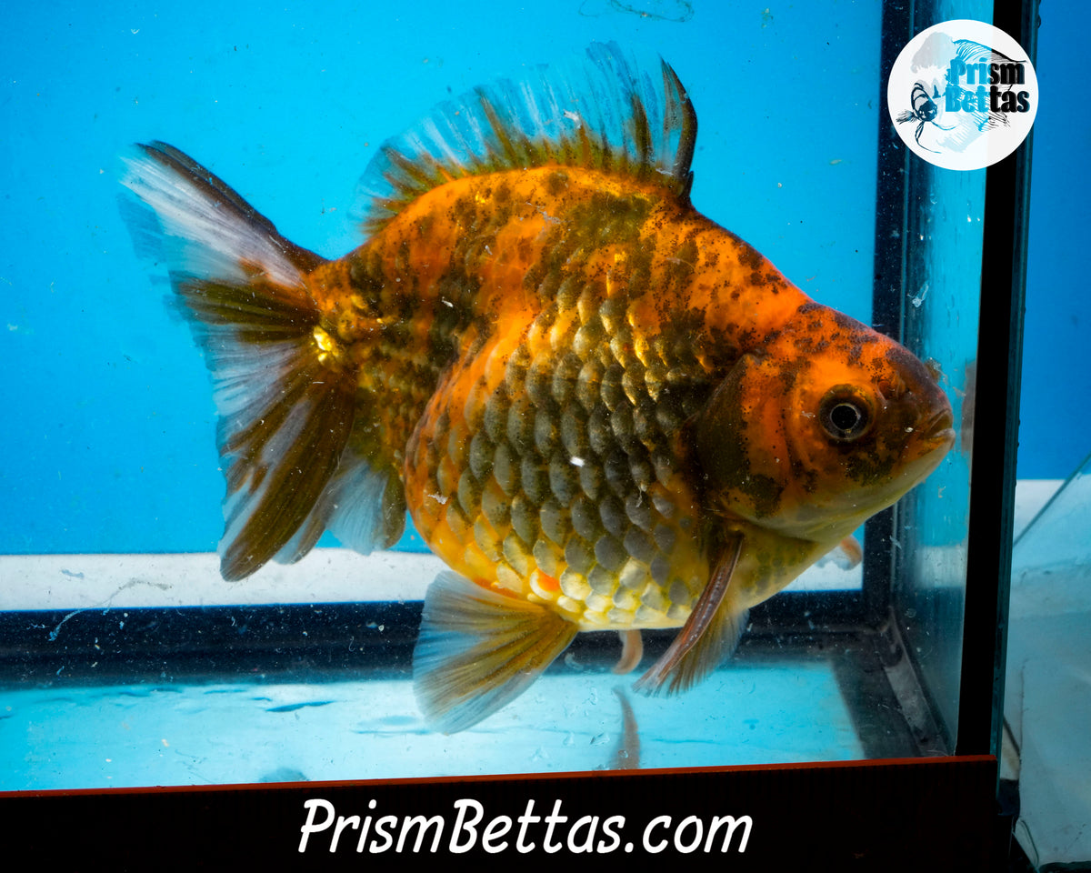 Calico Ryukin Male (5.25 inch length) Imported from Thailand – Prism Bettas