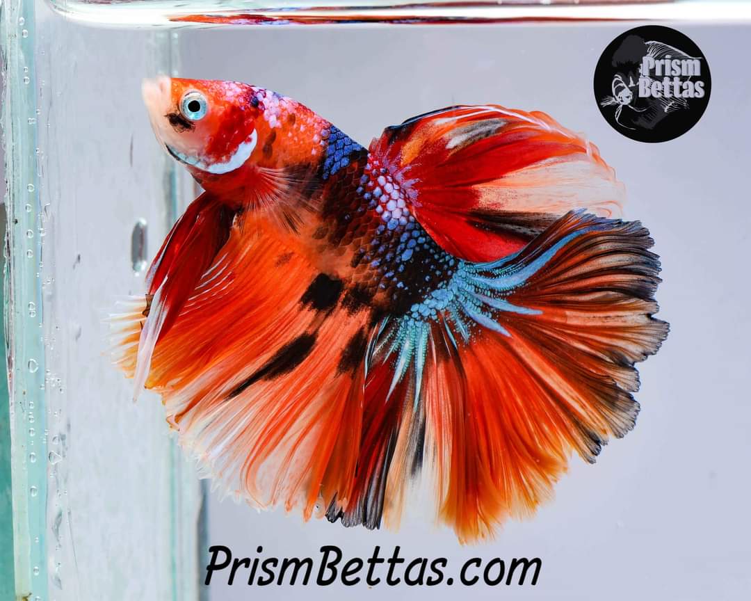 Mystery Box Male! – Prism Bettas