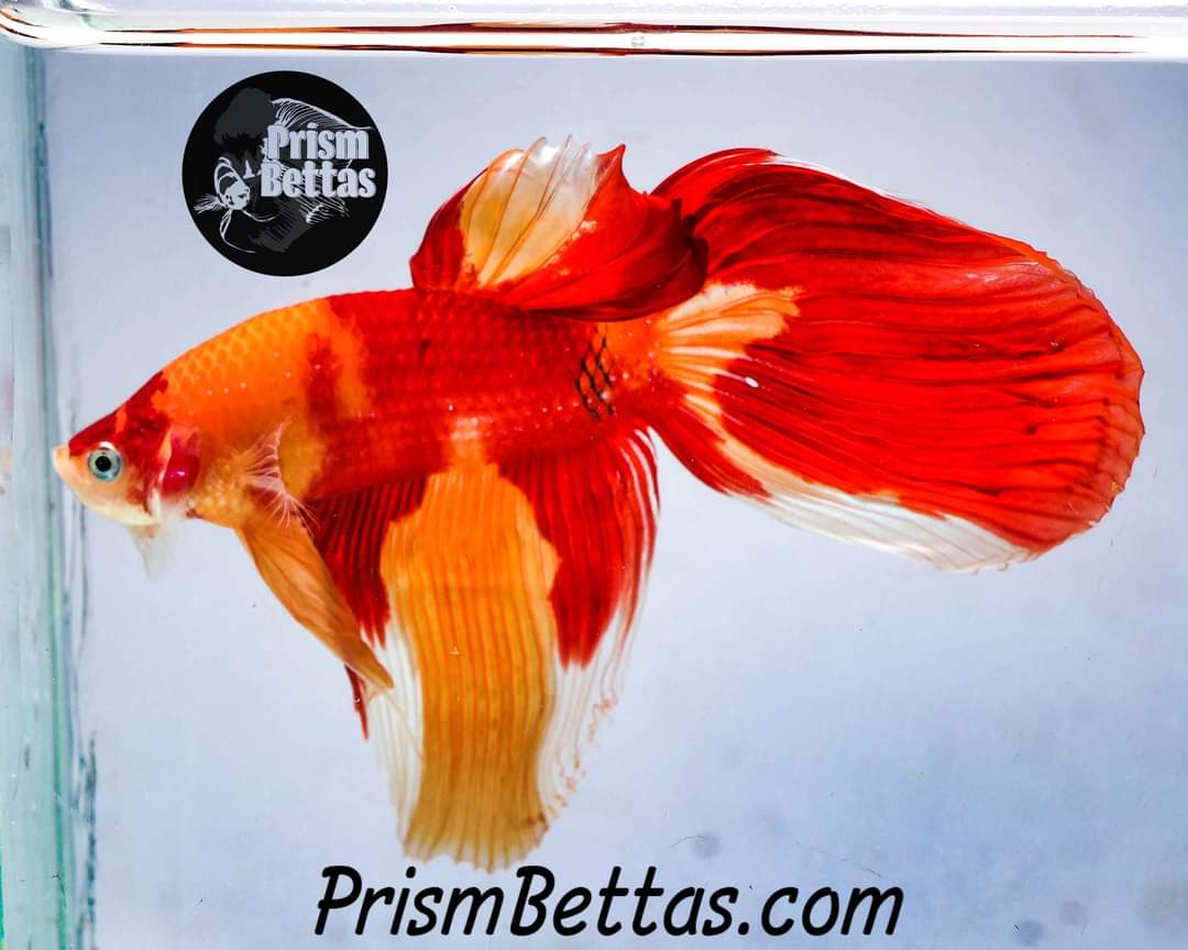 Mystery Box Male! – Prism Bettas