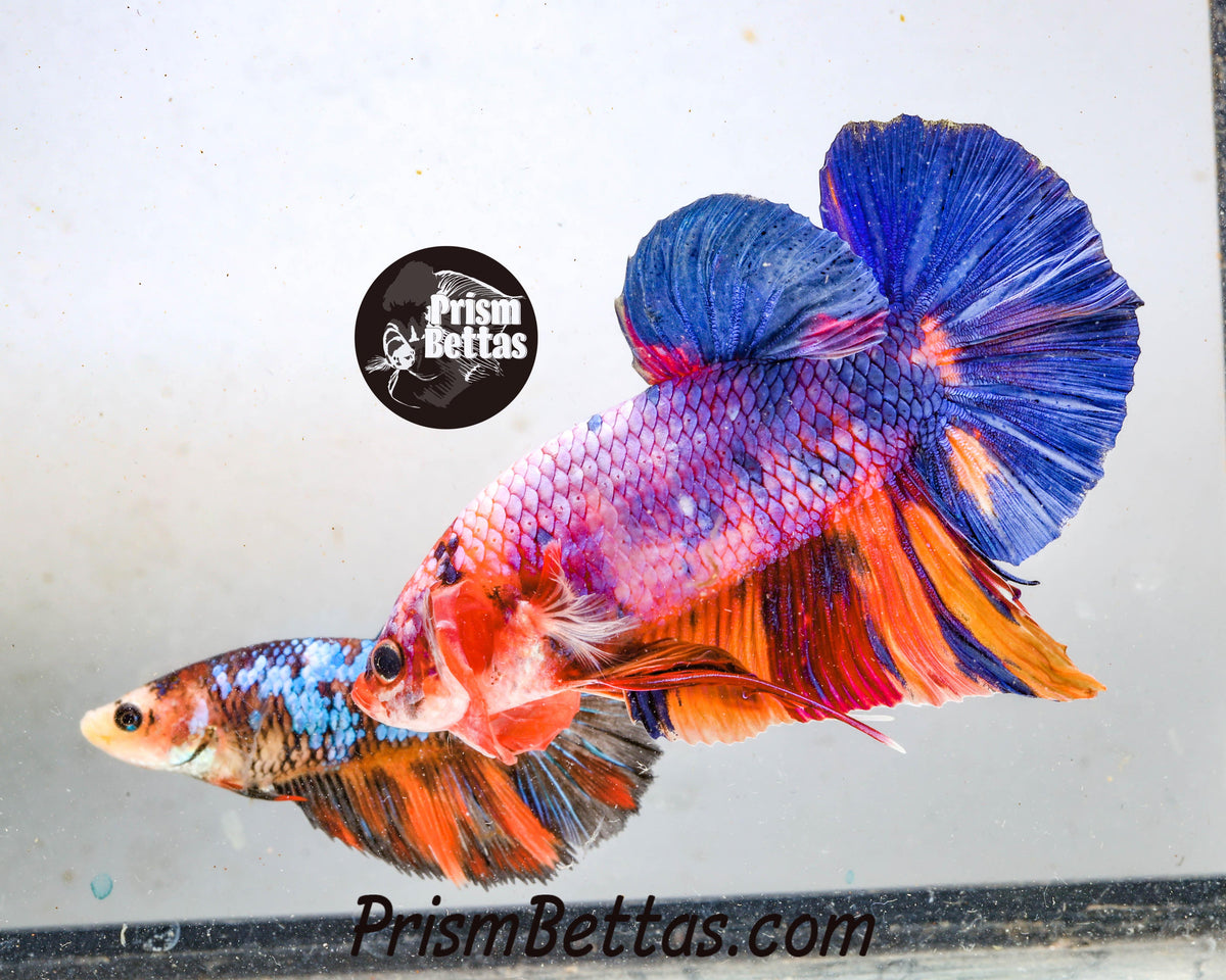 GIANT BETTAS – Prism Bettas