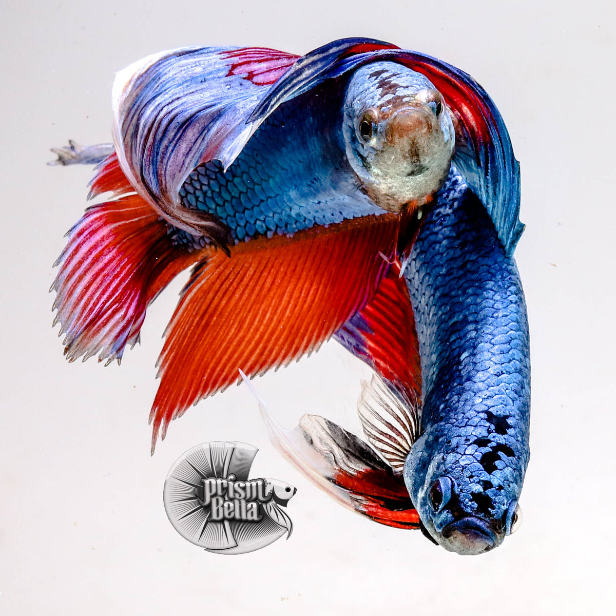 Veiltails – Prism Bettas