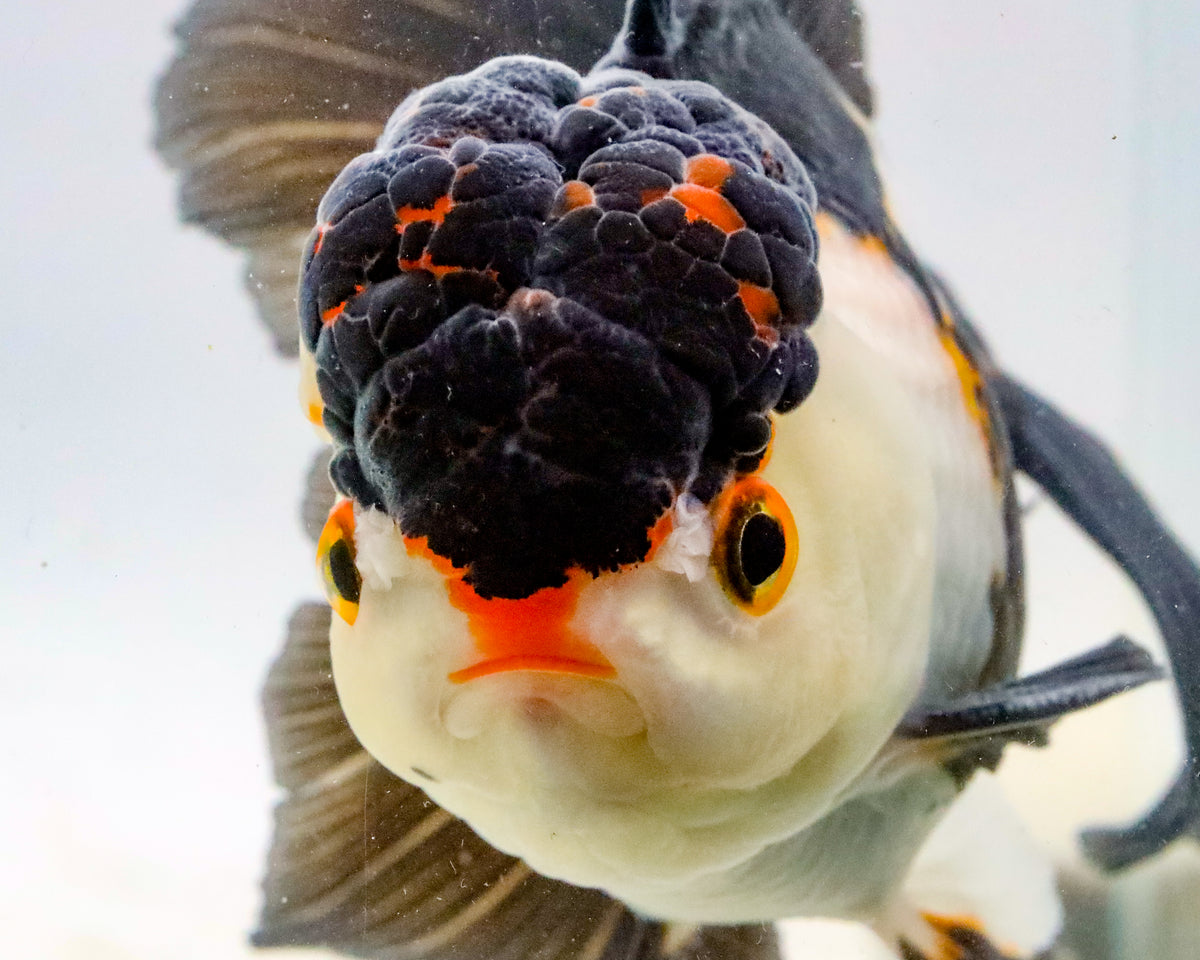 Goldfish – Prism Bettas