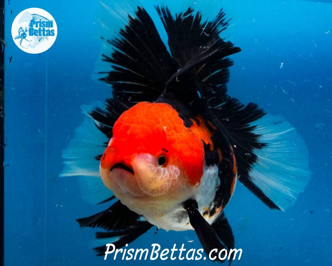 Oranda Goldfish – Prism Bettas