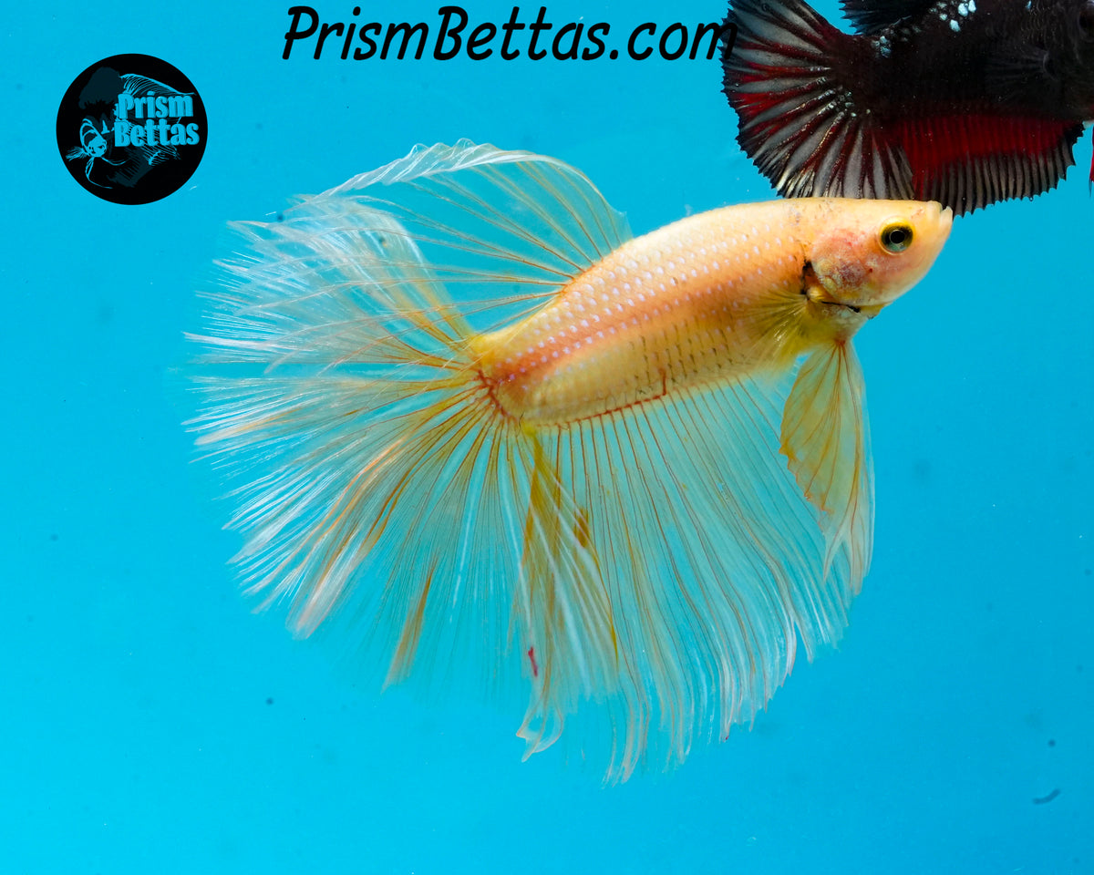 Yellow Cellophane Halfmoon Male – Prism Bettas