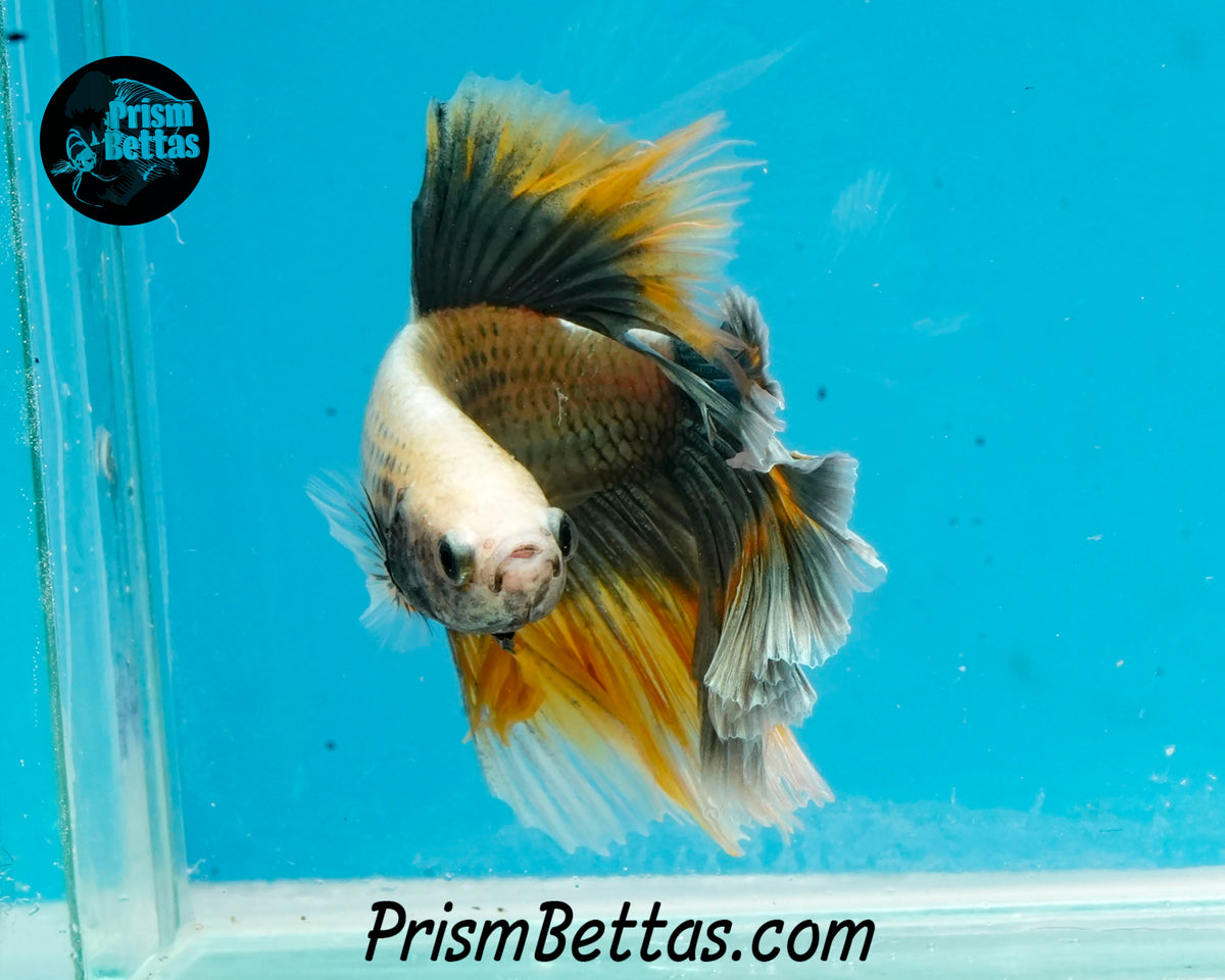 Copper Grizzle Rosetail Halfmoon Male – Prism Bettas
