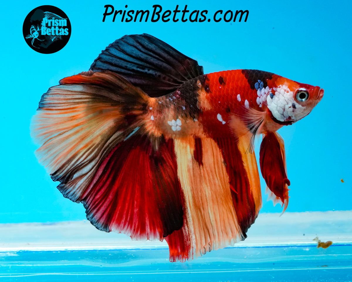 Candy Koi Halfmoon Male – Prism Bettas
