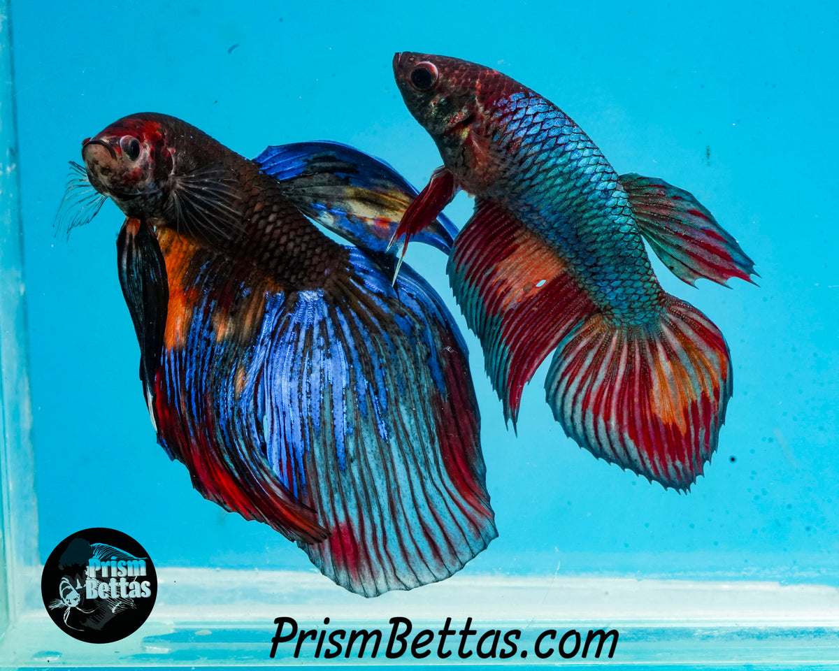 Blacklight Marble Veiltail Male – Prism Bettas