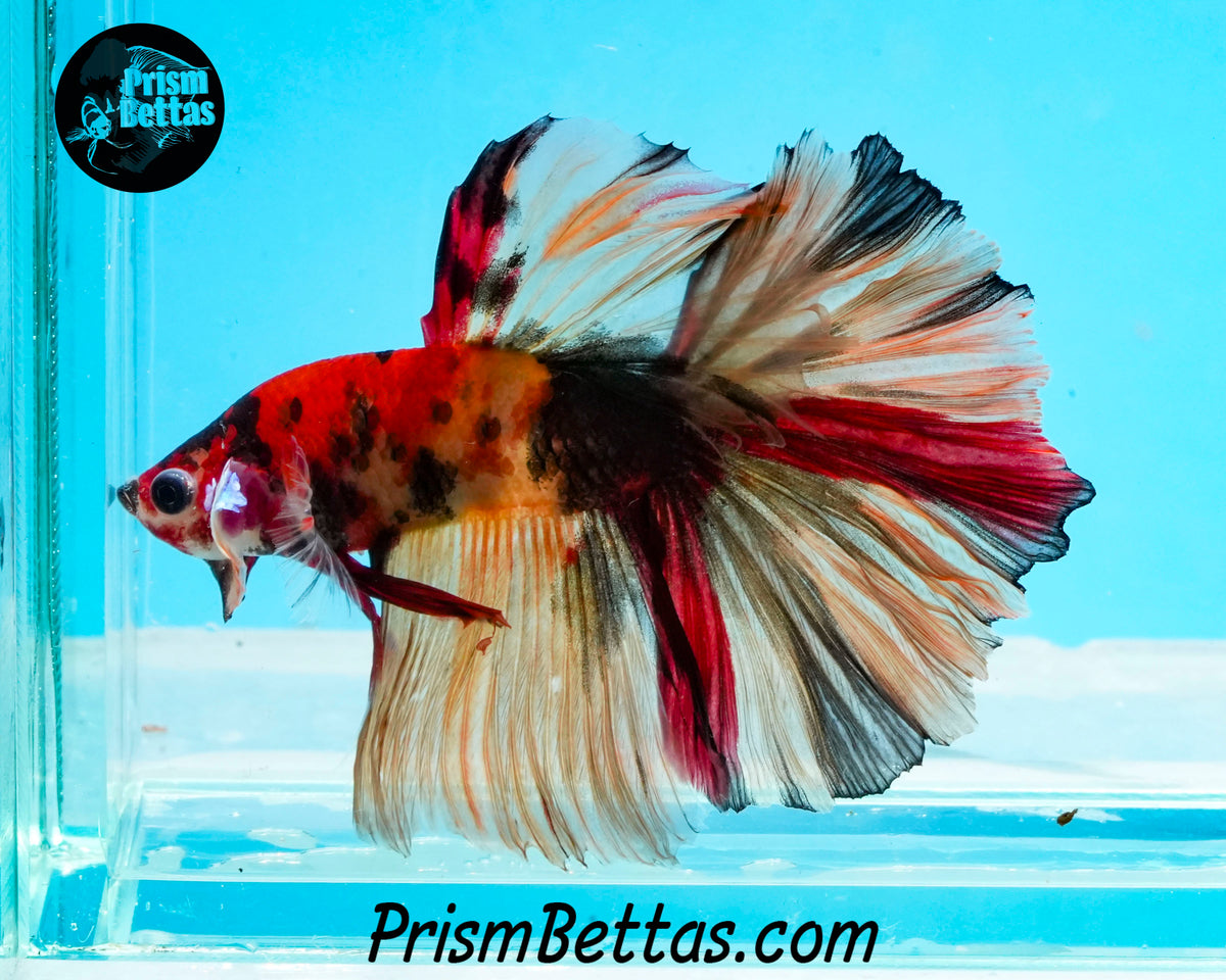 Candy Koi Halfmoon Male – Prism Bettas