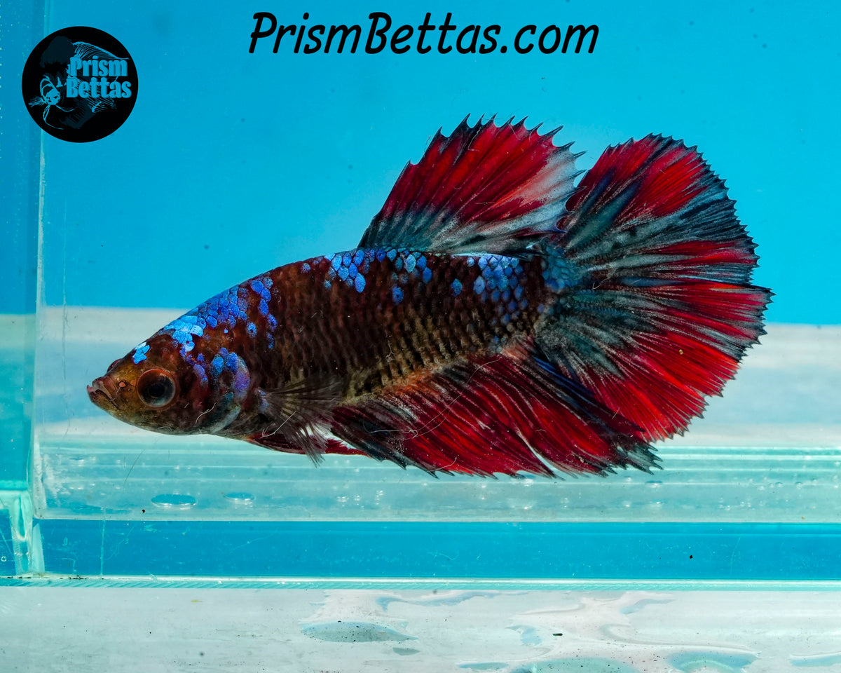 Marble Halfmoon Female – Prism Bettas