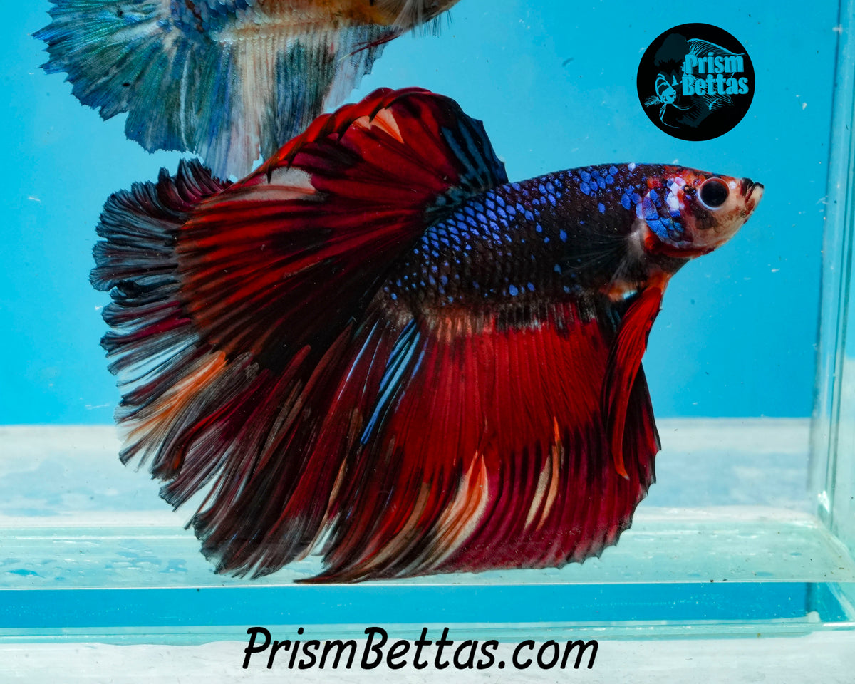 Marble Halfmoon Male – Prism Bettas
