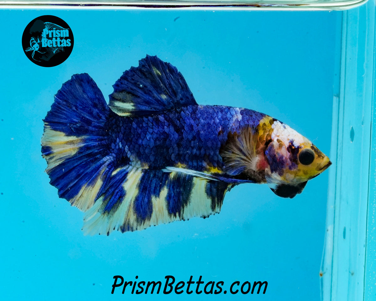 Marble Halfmoon Plakat Male – Prism Bettas
