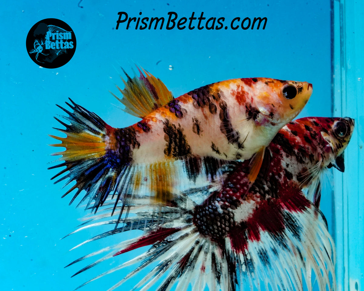 Candy Koi Crowntail Male – Prism Bettas