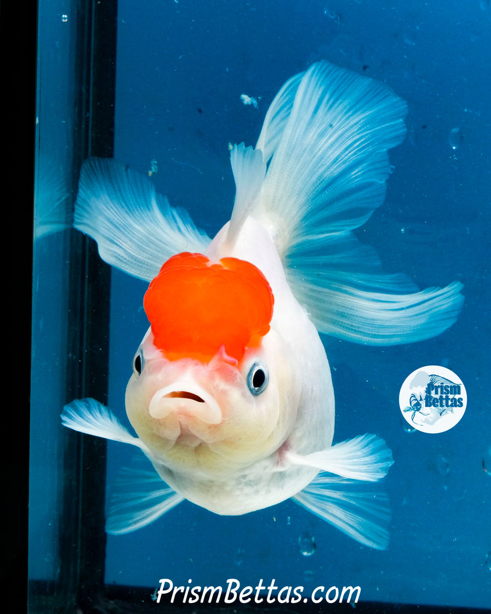 FREE MYSTERY GOLDFISH WITH A $100 GOLDFISH ORDER – Prism Bettas