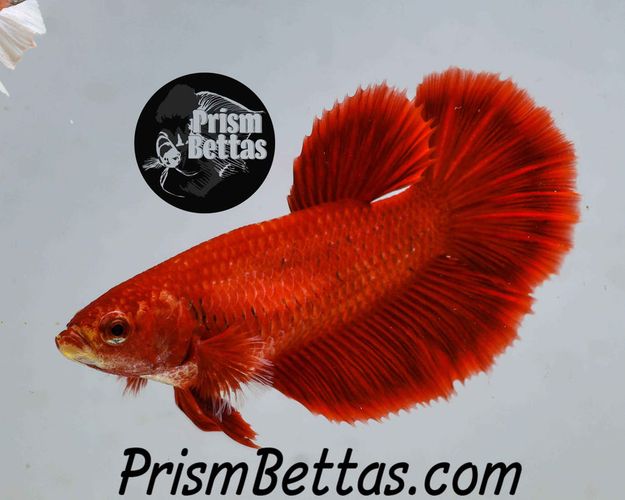 Mystery Box Single Female & Sorority! – Prism Bettas